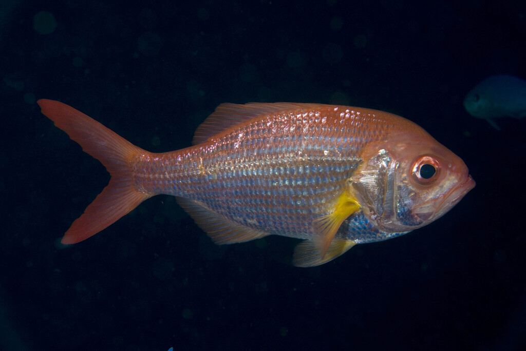 Redfish (Centroberyx affinis) - Marine Life Identification