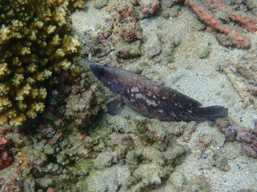 Mottled Soapfish (Rypticus bicolor) - Marine Life Identification