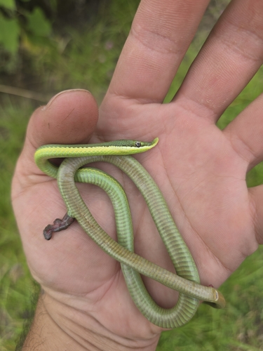 Baron's Green Racer (Philodryas baroni) - Snakes and Lizards
