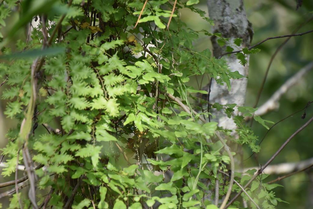 climbing ferns from Vera Carter Environmental Center, Windermere, FL ...