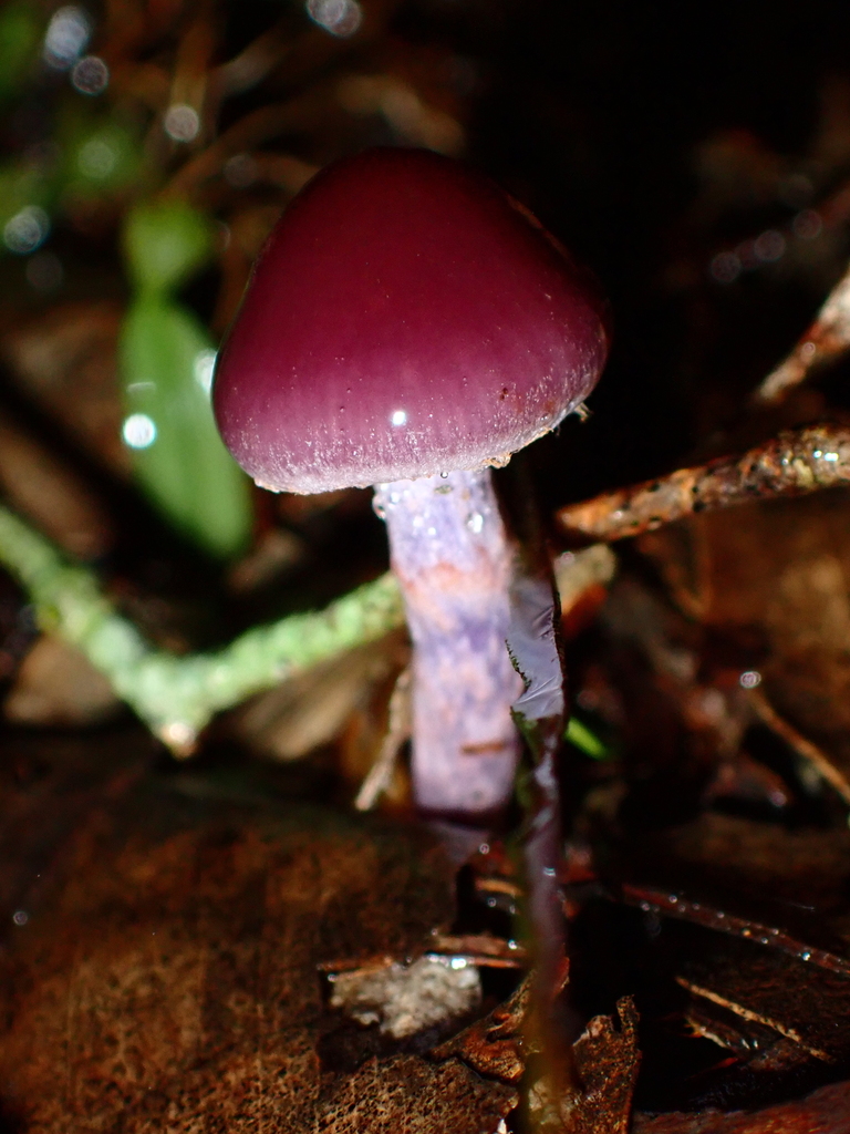Thaxterogaster submagellanicus from Olney NSW 2325, Australia on May 10 ...
