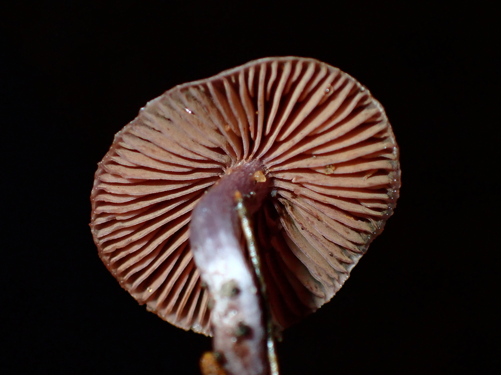 Thaxterogaster submagellanicus from Olney NSW 2325, Australia on May 10 ...