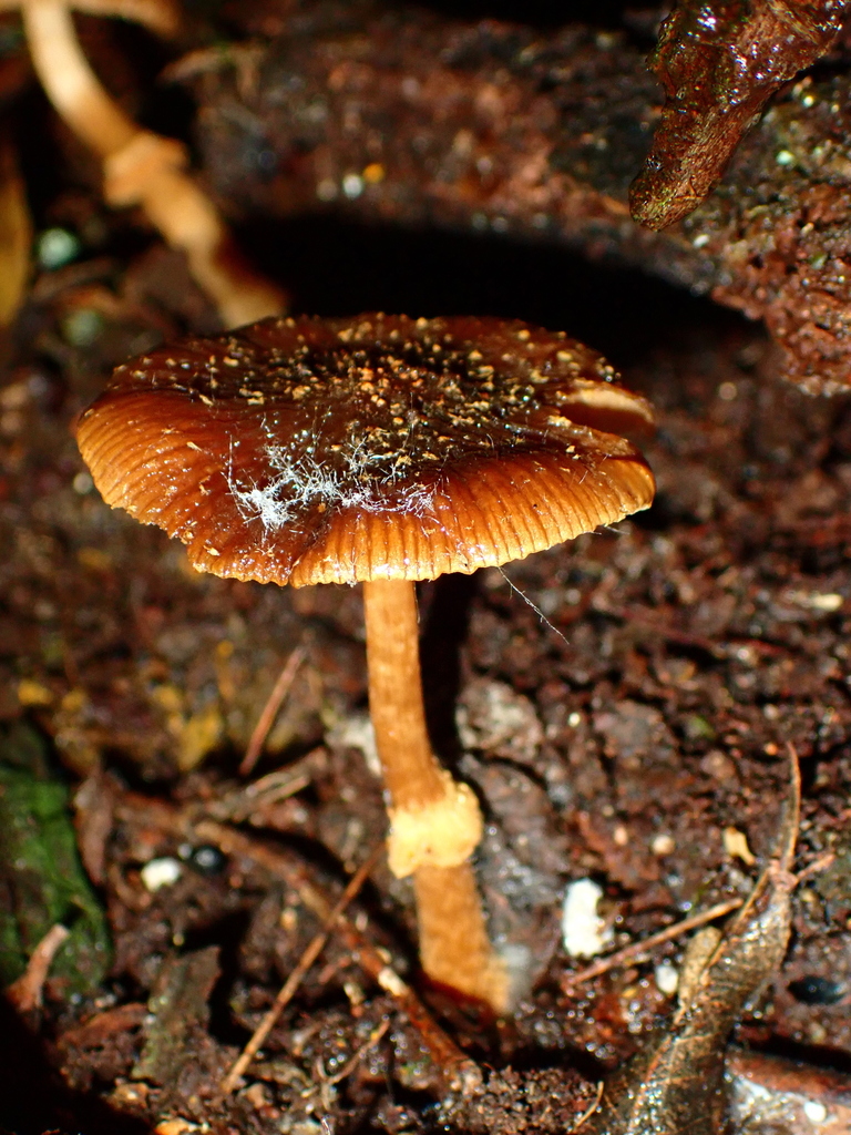 Descolea recedens from Olney NSW 2325, Australia on May 10, 2025 at 04: ...