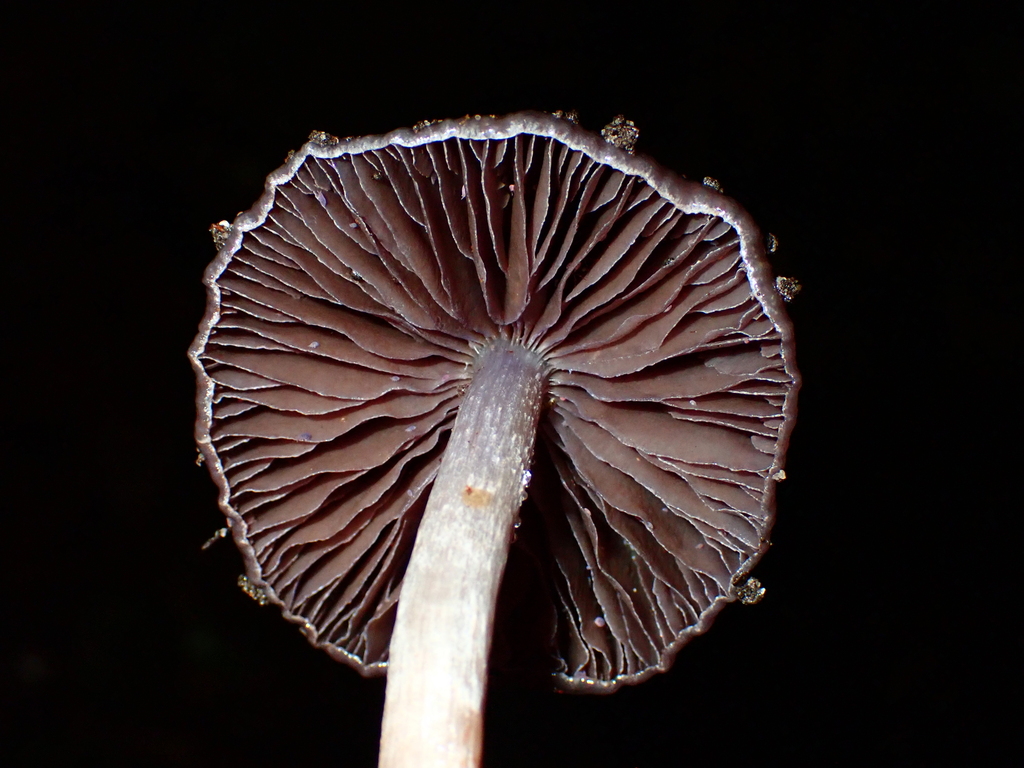 Thaxterogaster submagellanicus from Somersby Falls, Somersby Falls ...