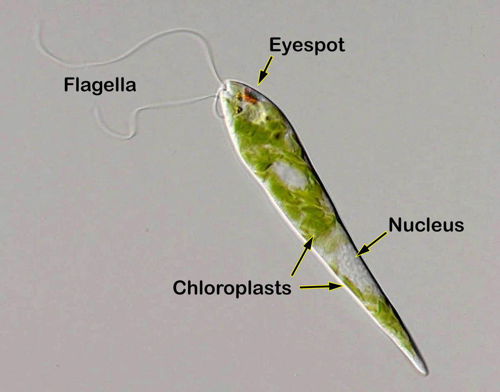 Eutreptiella from Woods Hole, Falmouth, MA, USA on March 08, 2001 by djpmapfer. Euglenid, with ...