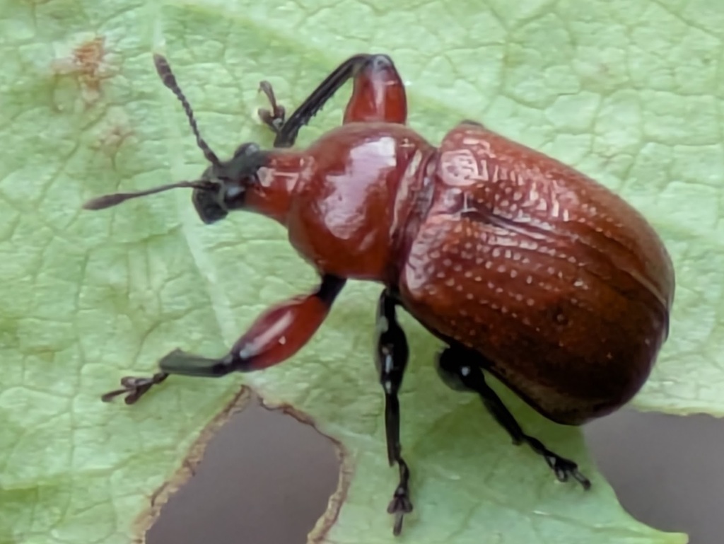 Henicolabus lewisi from 日本、〒949-6101 新潟県南魚沼郡湯沢町湯沢 on June 7, 2025 at 02 ...