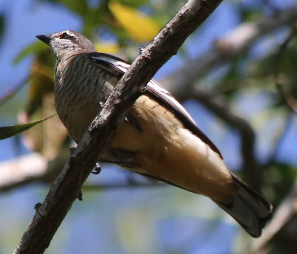 Top End Varied Triller from Howard Springs NT 0835, Australia on June 8 ...