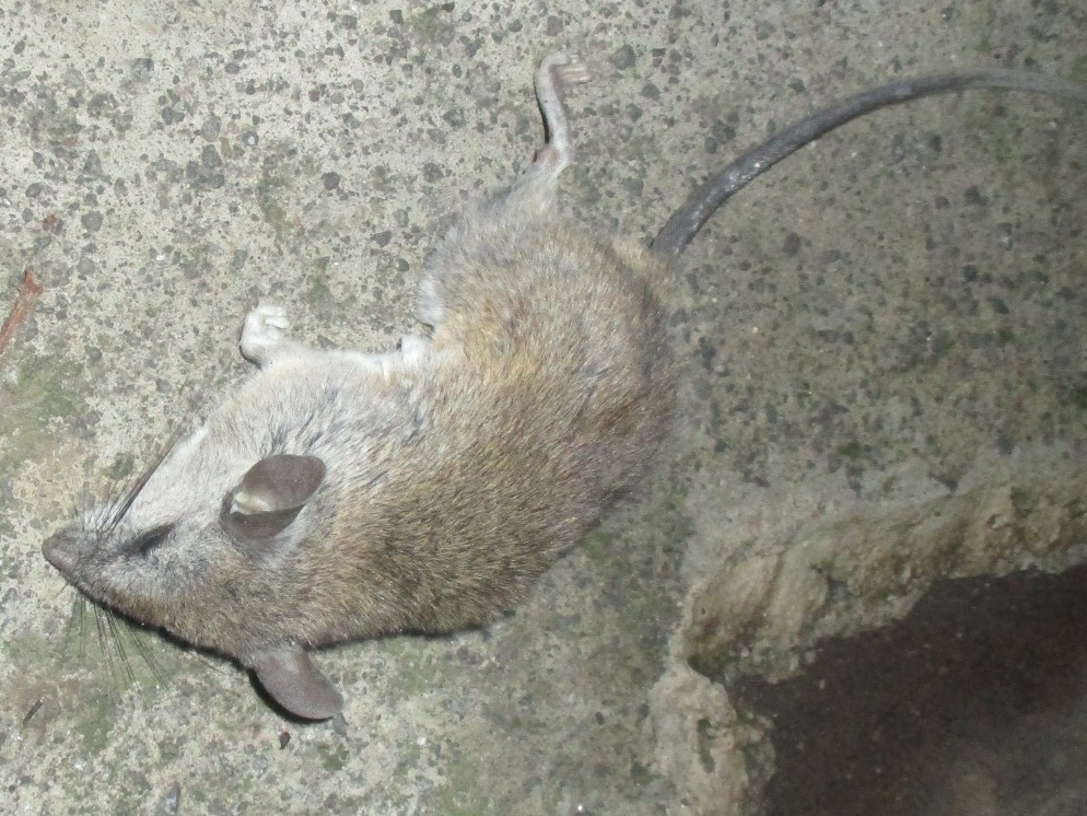 Merriam's Piñon Mouse from Chimalistac, Ciudad de México, CDMX, México ...