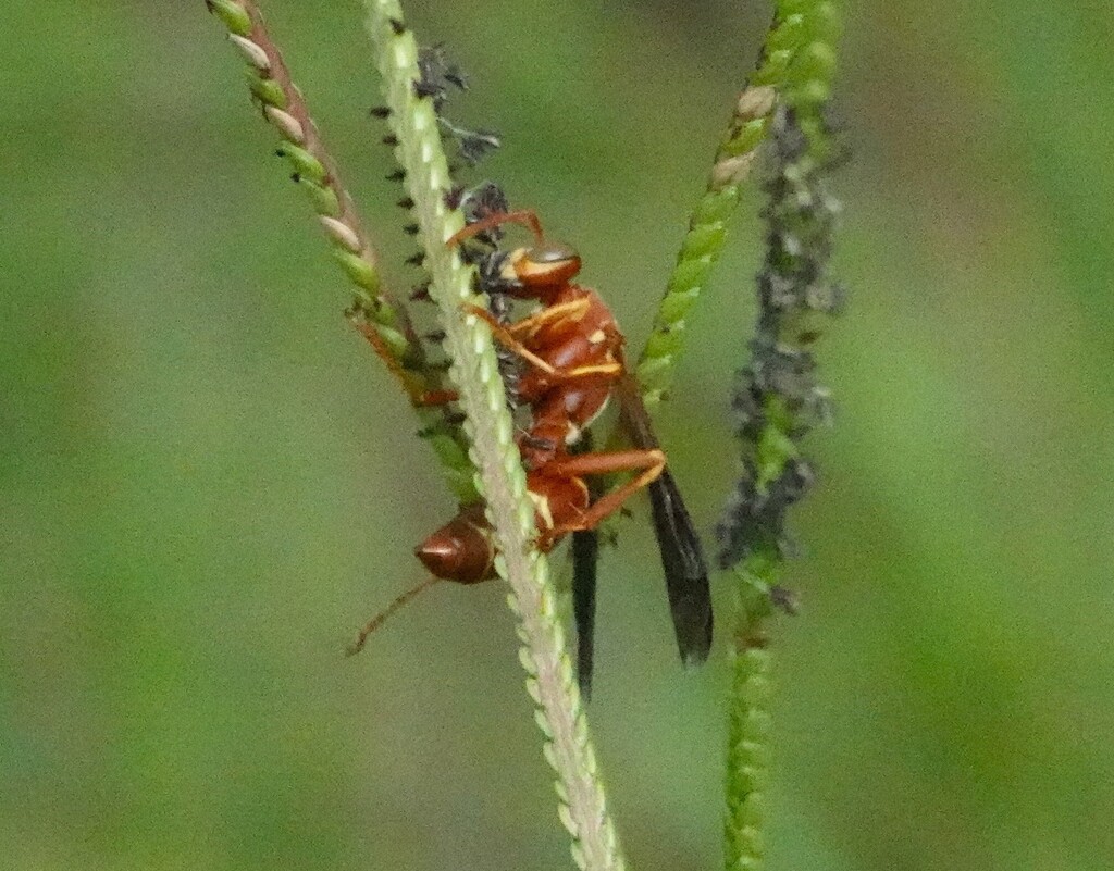 Southern Paper Wasp from Pasco County, FL, USA on June 7, 2025 at 07:55 ...