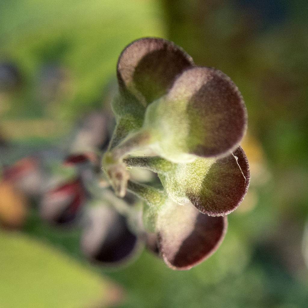 Downy Skullcap from Shepard Settlement, Onondaga County, NY, USA on ...