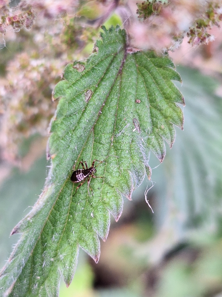Tree Damsel Bug from Waarschoot, 9950 Lievegem, België on June 8, 2025 ...