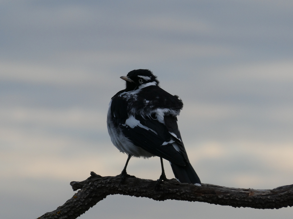 Magpie-lark from Raymond Island VIC 3880, Australia on May 30, 2025 at ...