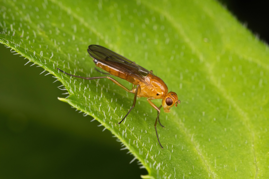 Acalyptrate Flies from 中国北京市延庆区 on June 7, 2025 at 03:13 PM by Yishen ...