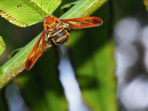 Genus Nycterimyia · iNaturalist