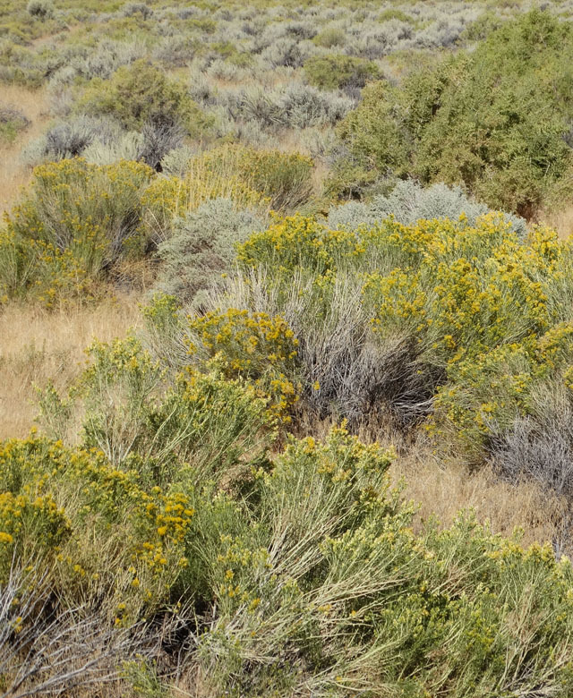 Rubber Rabbitbrush (Plants of Rosewood Nature Study Area) · iNaturalist