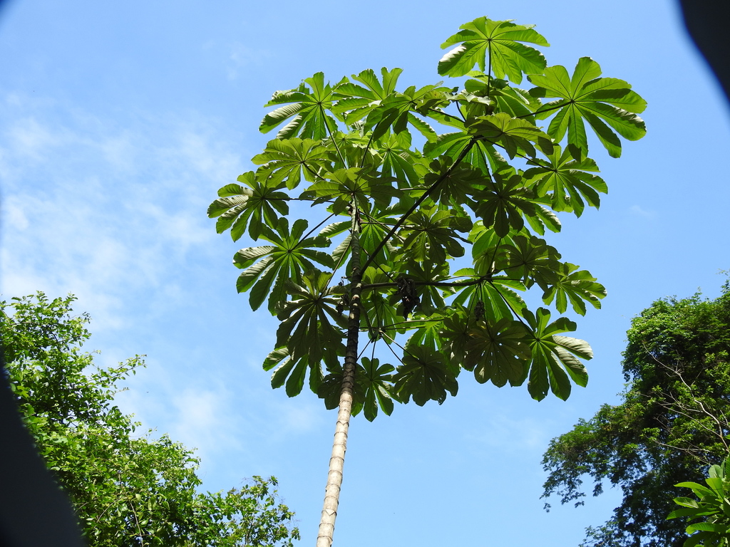 Cecropias (Cecropia) - Botanical Realm