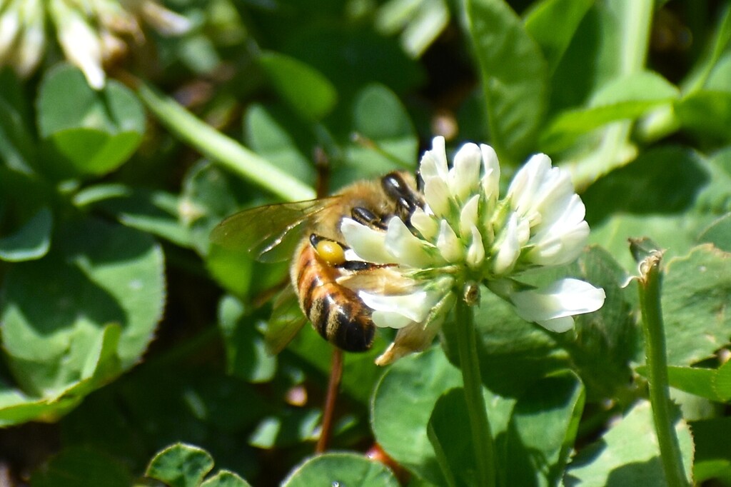 Western Honey Bee from Old Tennessee Pike Rd, Pinson, AL 35126, USA on ...