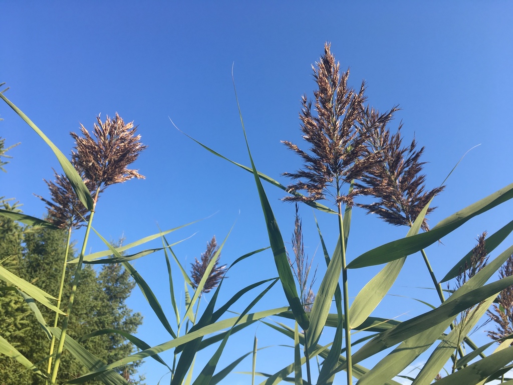 common reed from Laurel Creek Conservation Area, Waterloo, ON, CA on ...