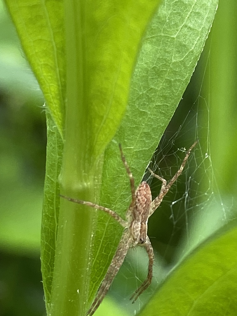 American Nursery Web Spider from East Longmeadow, MA 01028, USA on June ...