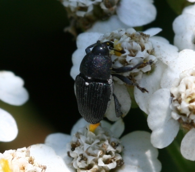 Rugged Flower Weevil from Town of Porter, New York, United States on ...