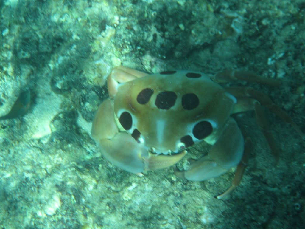 Spotted Reef Crab from Honolua Bay, Hawaii 96761, USA on June 10, 2019 ...
