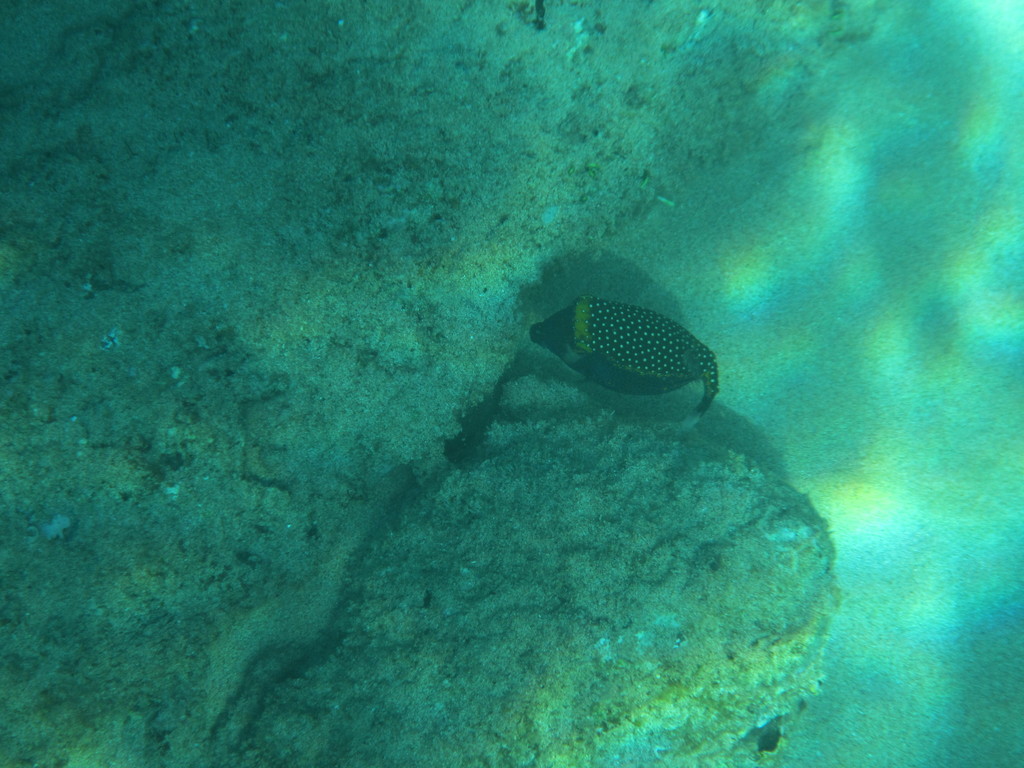 Spotted Boxfish from Napili Bay, Hawaii 96761, USA on June 12, 2019 at ...