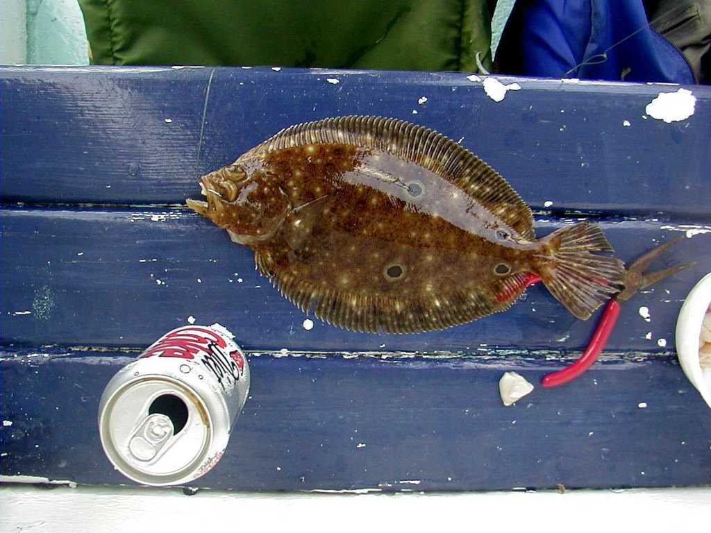 Large-tooth Flounders (Paralichthyidae) - Marine Life Identification