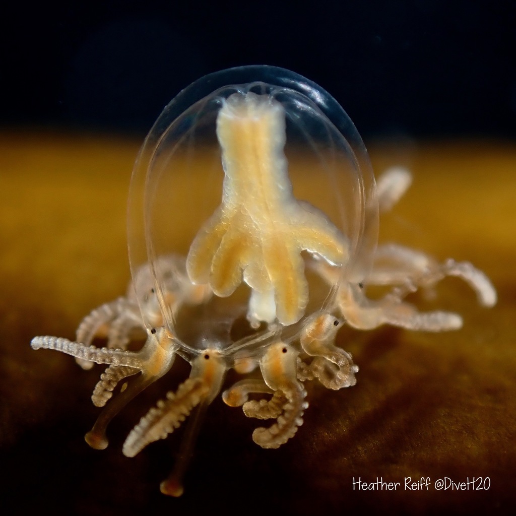 Cladonema californicum (Jellyfish, Hydrozoans, and Comb Jellies of the ...