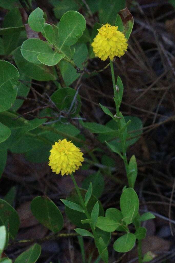 Yellow Bachelor's Button from Hardee County, FL, USA on June 7, 2025 at ...