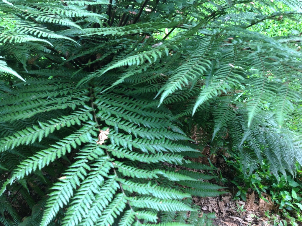 New Zealand tree fern from Coronation Avenue, Welbourn, Taranaki, NZ on ...