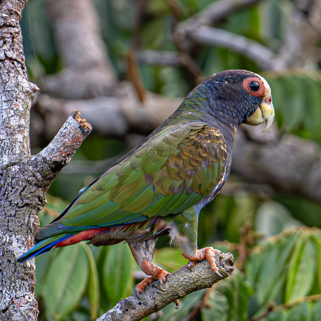 White-crowned Parrot from Limón Province, Pococí, Costa Rica on May 16 ...