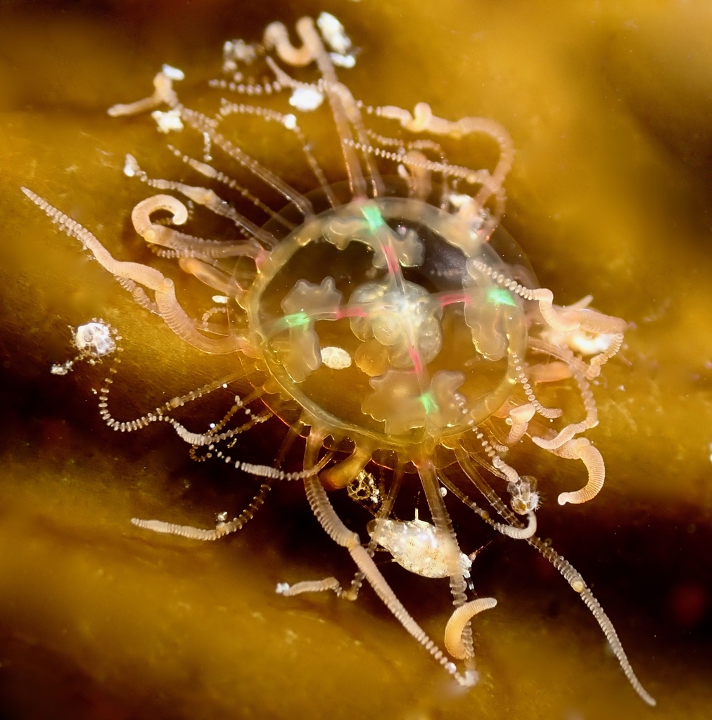 Vallentinia adherens (Jellyfish, Hydrozoans, and Comb Jellies of the ...