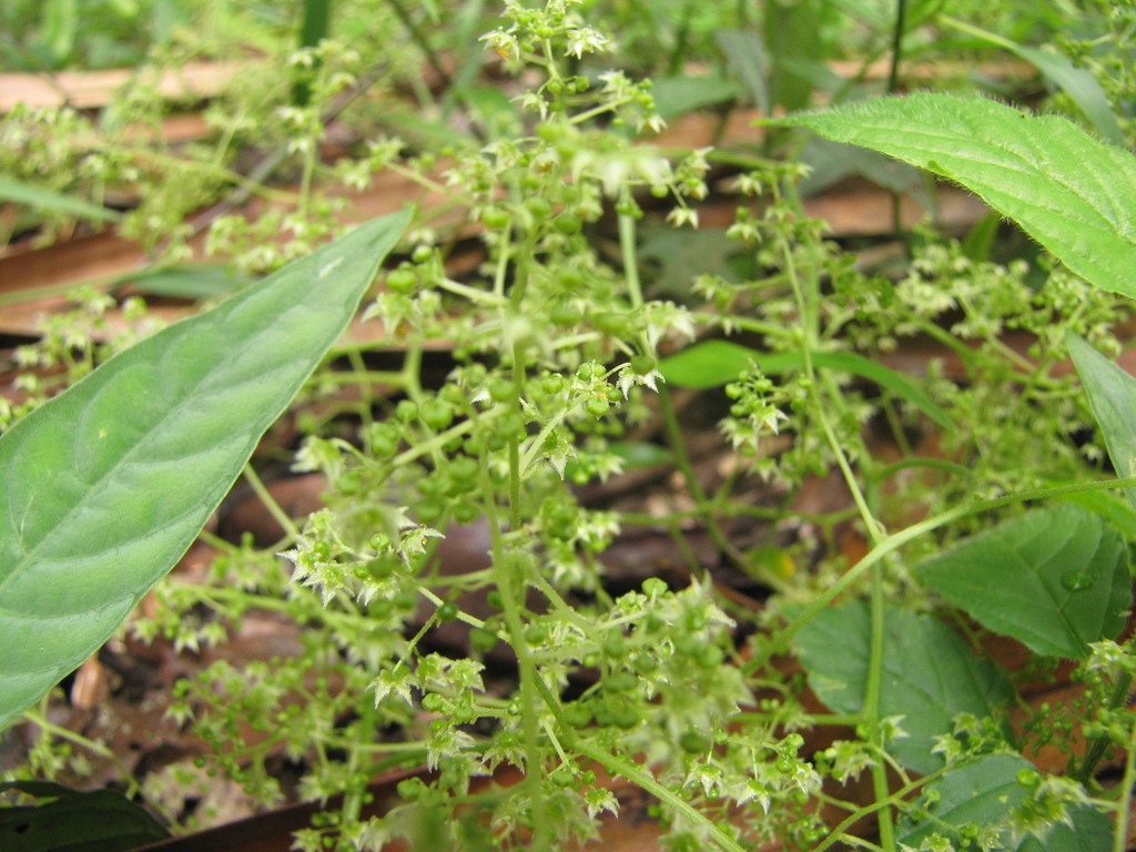 Sicydium tamnifolium from Green Hills Butterfly Ranch, Cayo District ...