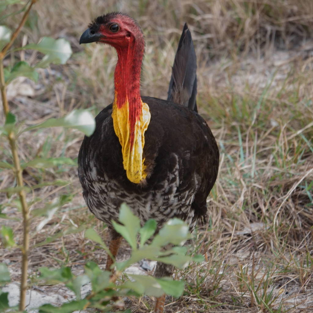 Megapodes (Megapodiidae) - Avian Discovery