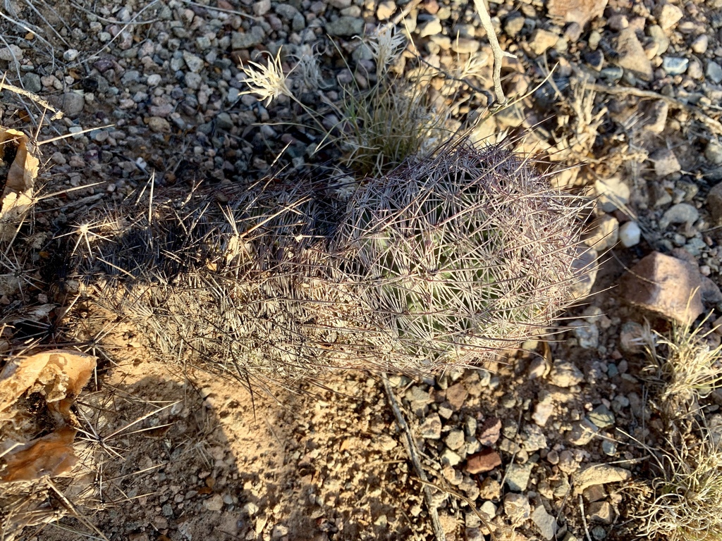 Acuña Cactus from E Marsh Station Rd, Vail, AZ, US on September 18 ...