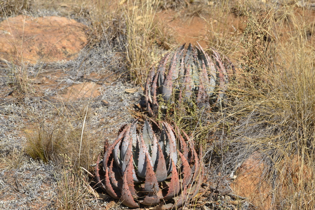 asphodels (Asphodelaceae) - Botanical Realm