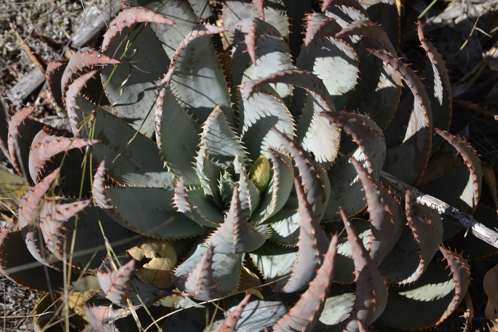 Turks Aloe in May 2015 by Richard Gill · iNaturalist