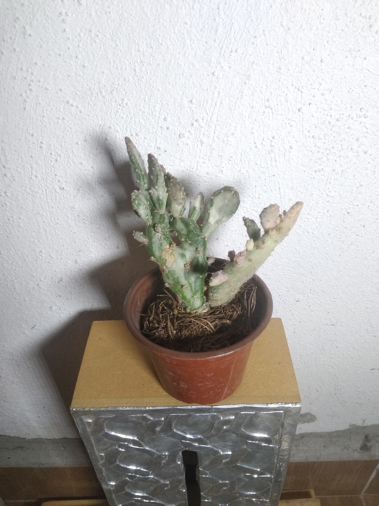 Drooping Pricklypear from San Isidro, 62570 Jiutepec, Mor., México on ...