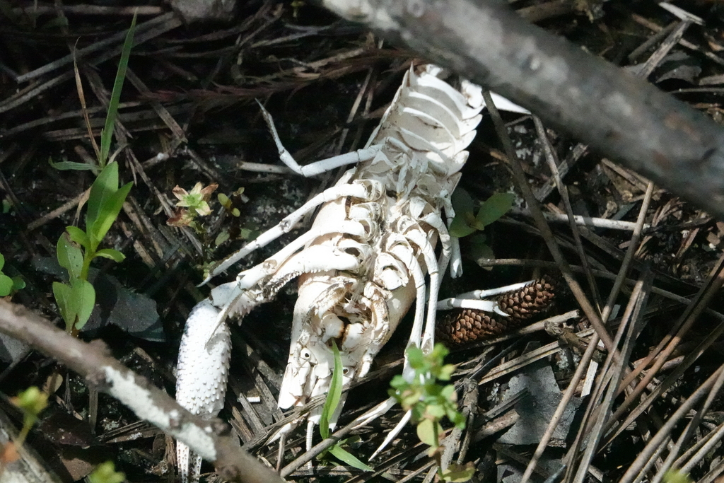 Red Swamp Crayfish from Pasco County, FL, USA on June 7, 2025 at 01:01 ...