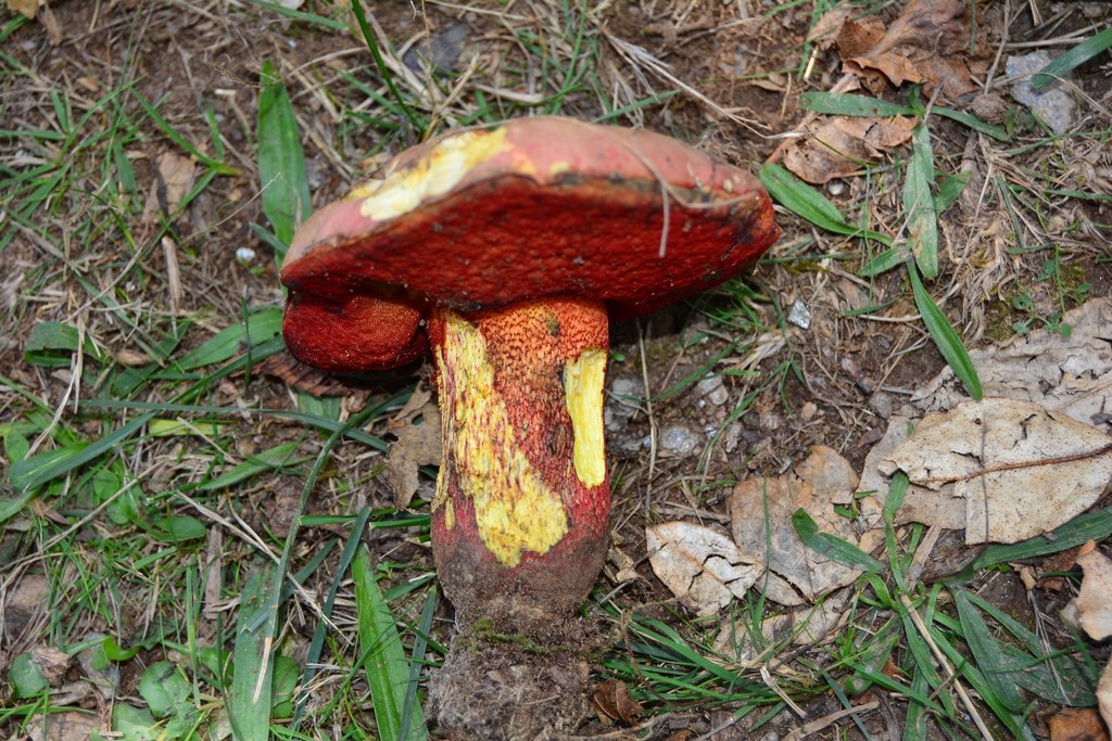 Boletus rhodoxanthus (Funghi del Parco Naturale di Superga) · iNaturalist