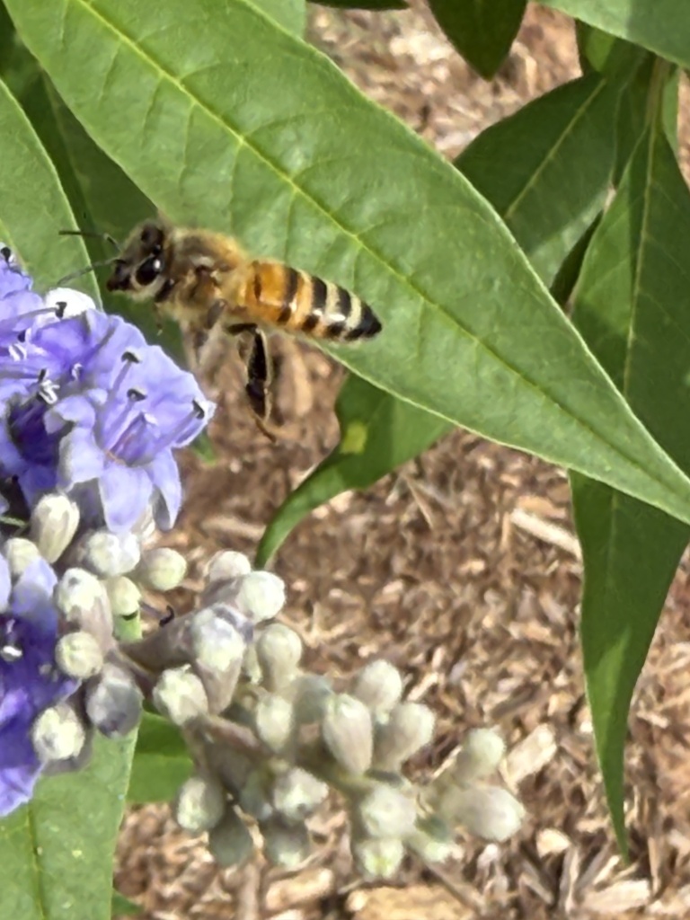 Western Honey Bee from University of Central Oklahoma, Edmond, OK, US ...