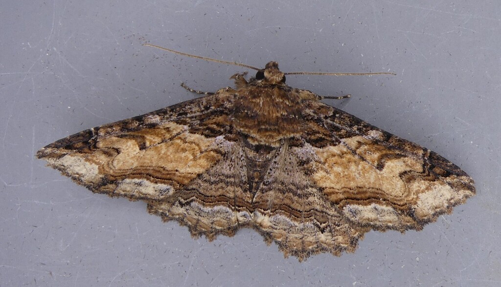 Colorful Zale Moth from Charlesbourg (balcon), Quartier 4-2, Québec, QC ...