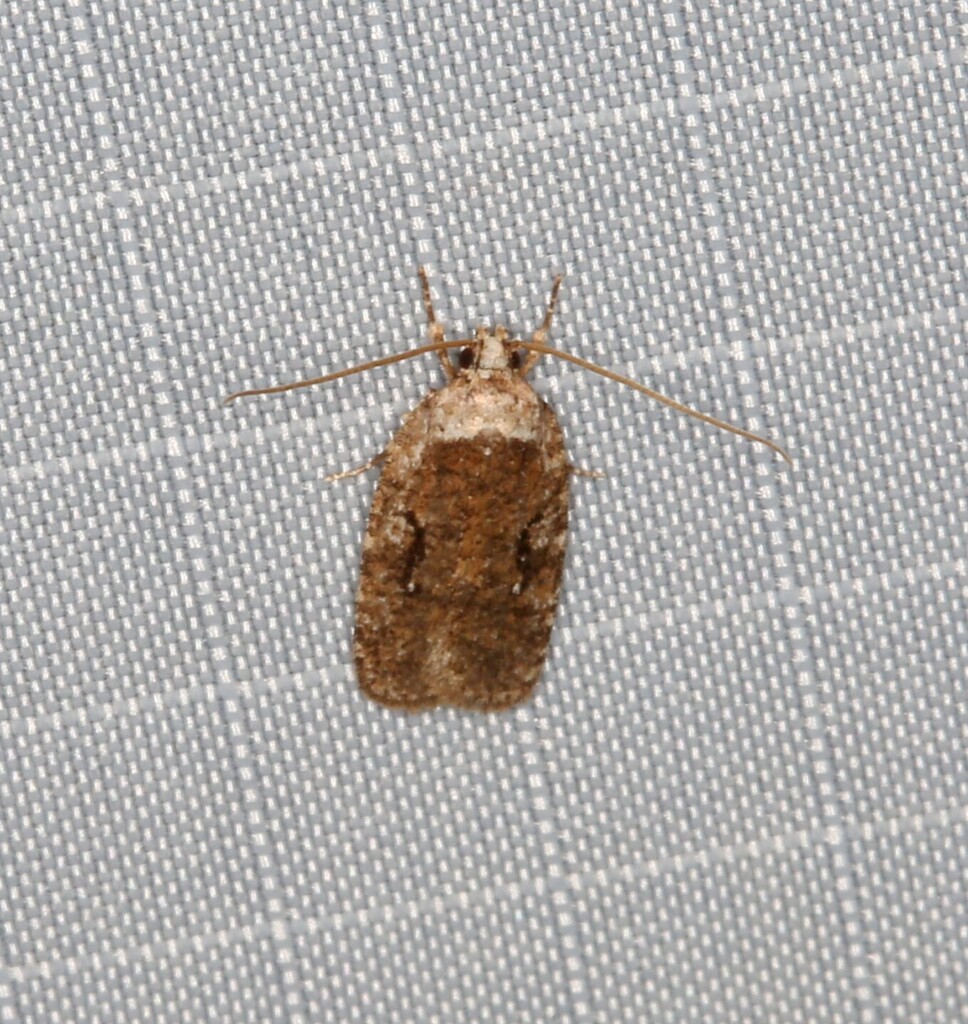 Curved-lined Agonopterix Moth from Métis-sur-Mer, La Chanterie, QC ...