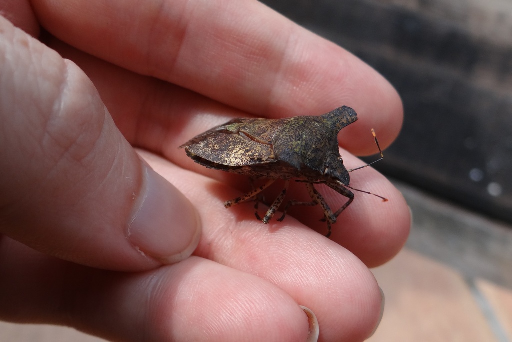 Placosternum taurus from Ledong, Hainan, China on October 9, 2016 at 01 ...