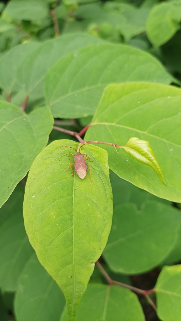 Box Bug in June 2025 by giuinblue · iNaturalist