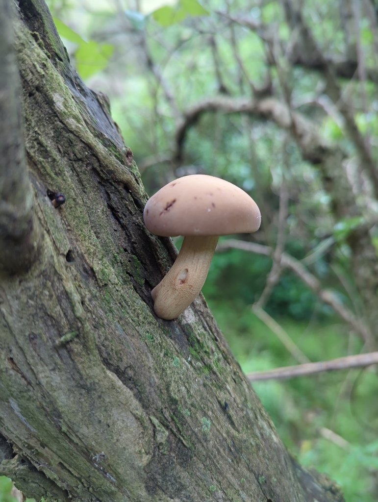 Tawaka from Kapiti Coast, NZ-WG, NZ on June 9, 2025 at 10:49 AM by ...