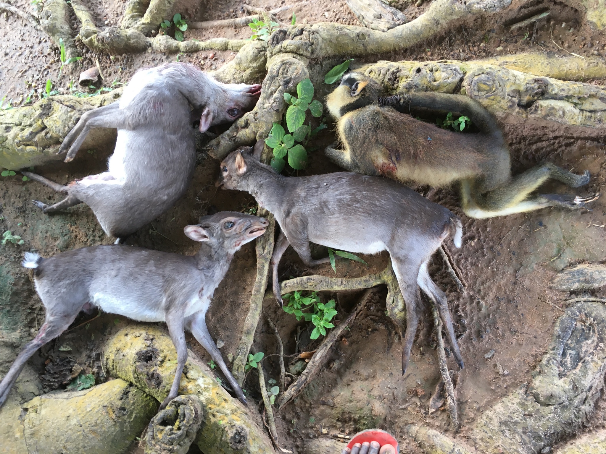 Cercopithecus pogonias Bennett, 1833