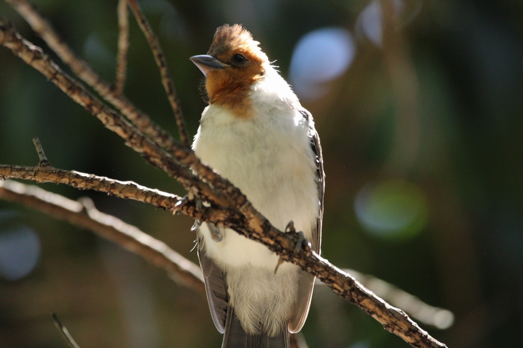 Red-crested Cardinal from Manoa, Honolulu, HI, USA on June 8, 2025 at ...