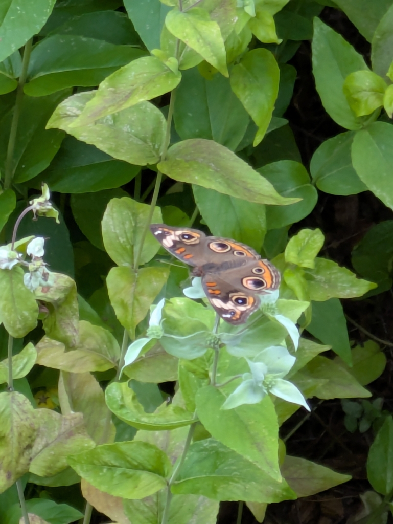 Common Buckeye from Lamar County, US-GA, US on June 8, 2025 at 07:18 PM ...