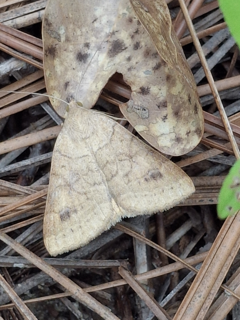 Vetch Looper Moth from Prattville, AL 36067, USA on June 5, 2025 at 10: ...